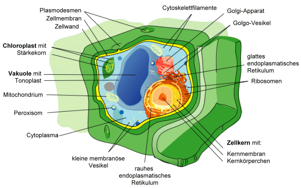 Genetik: Die Zellen von Eukaryoten und Prokaryoten